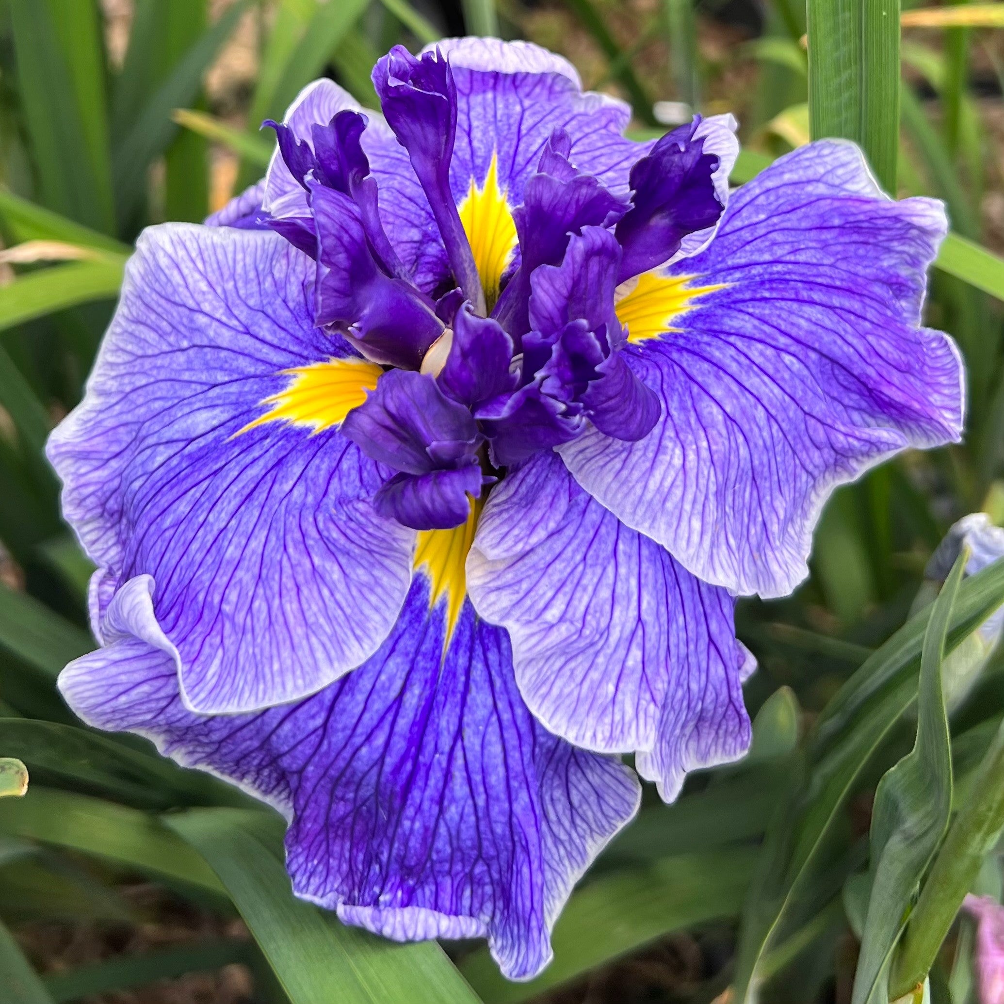 Center Of Attention JI | bare-root | Broley Homestead